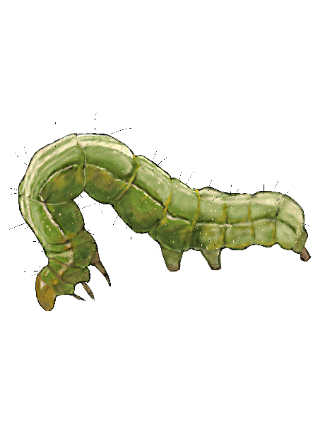 Cabbage looper, Larvae (L9282) - Frontier Agricultural Sciences