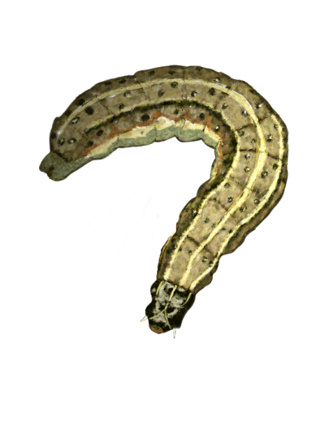 Fall armyworm, Larvae (L9179) - Frontier Agricultural Sciences