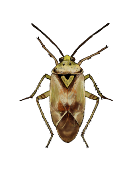 Lygus hesperus - Lygus hesperus (F9644B) - Frontier Agricultural Sciences