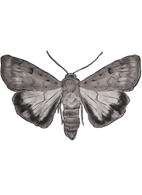 Pink Bollworm - Pectinophora gossypiella (F9717B) - Frontier ...