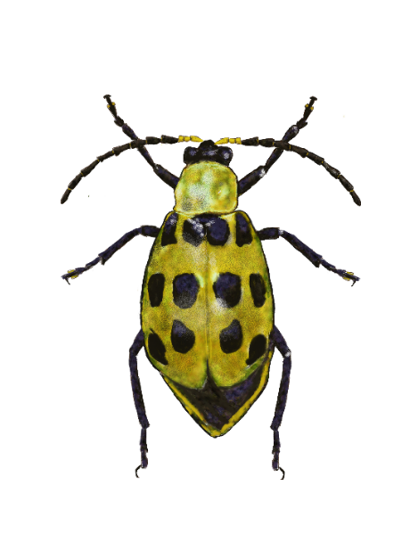 Southern Corn Rootworm (Adult) - Diabrotica undecimpunctata (F9760B ...