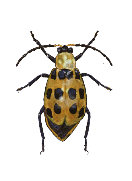 Southern Corn Rootworm - Diabrotica undecimpunctata (F9800B) - Frontier ...