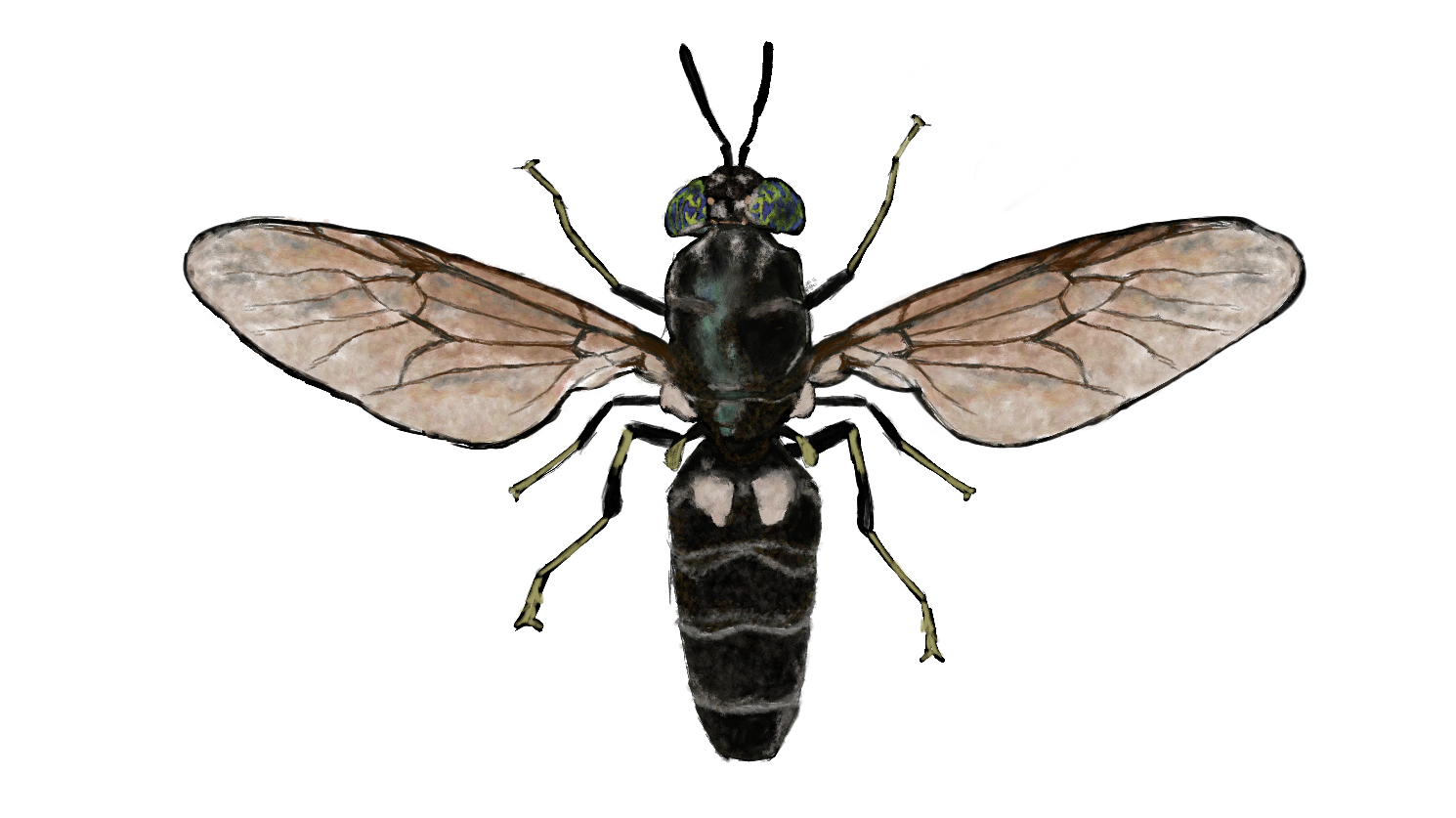 lifecycle Archives - Frontier Scientific Services Agriculture