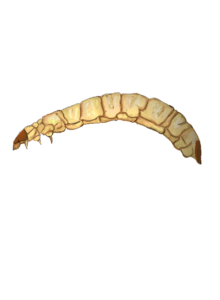 Southern Corn Rootworm (Larval) - Diabrotica undecimpunctata (F9757B ...