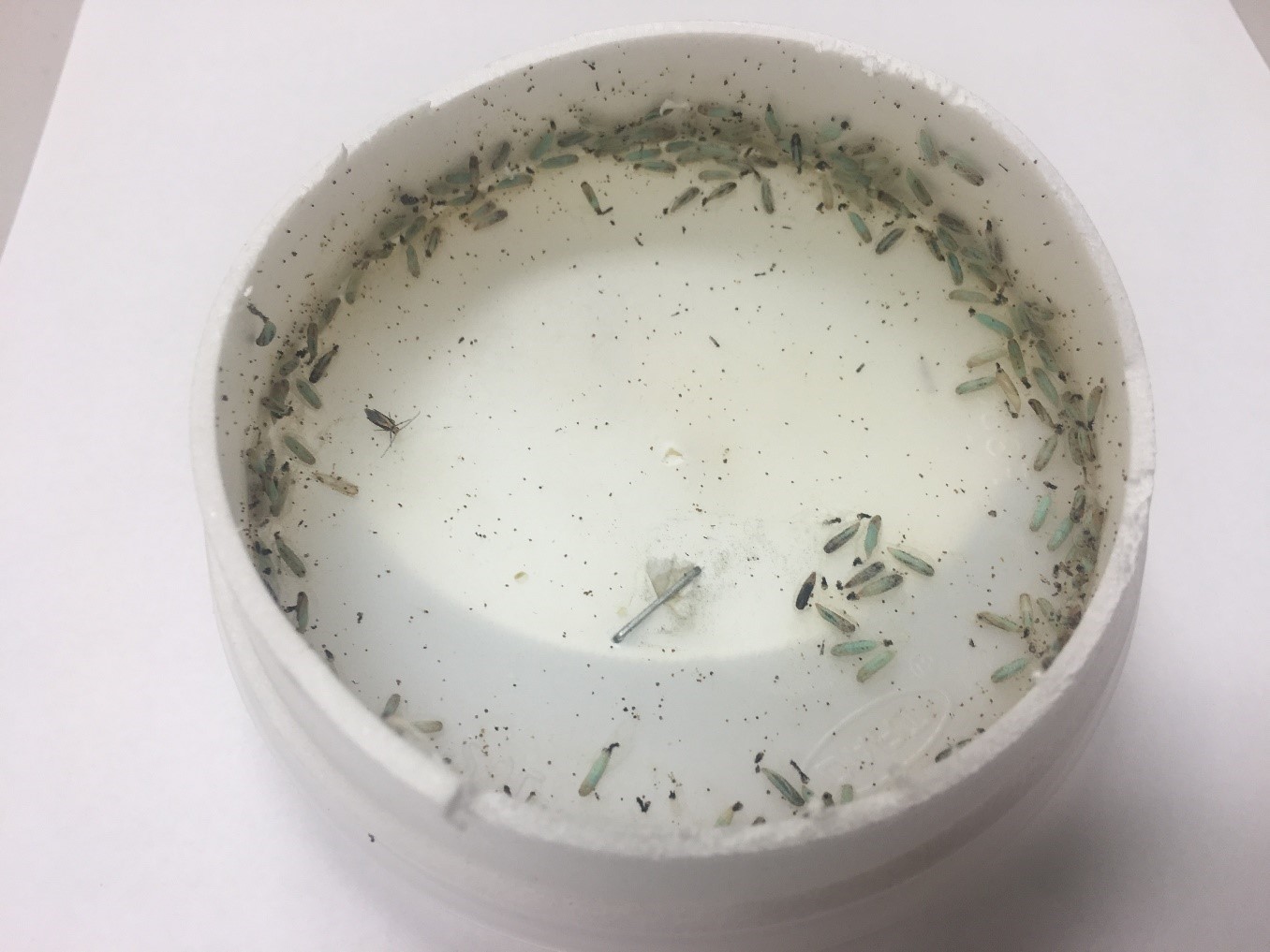 Frontier Scientific Services now offers a newly optimized diet for mass ...