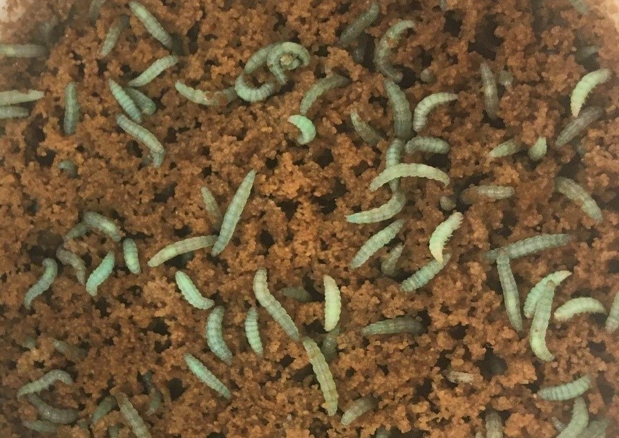 Frontier Scientific Services now offers a newly optimized diet for mass ...